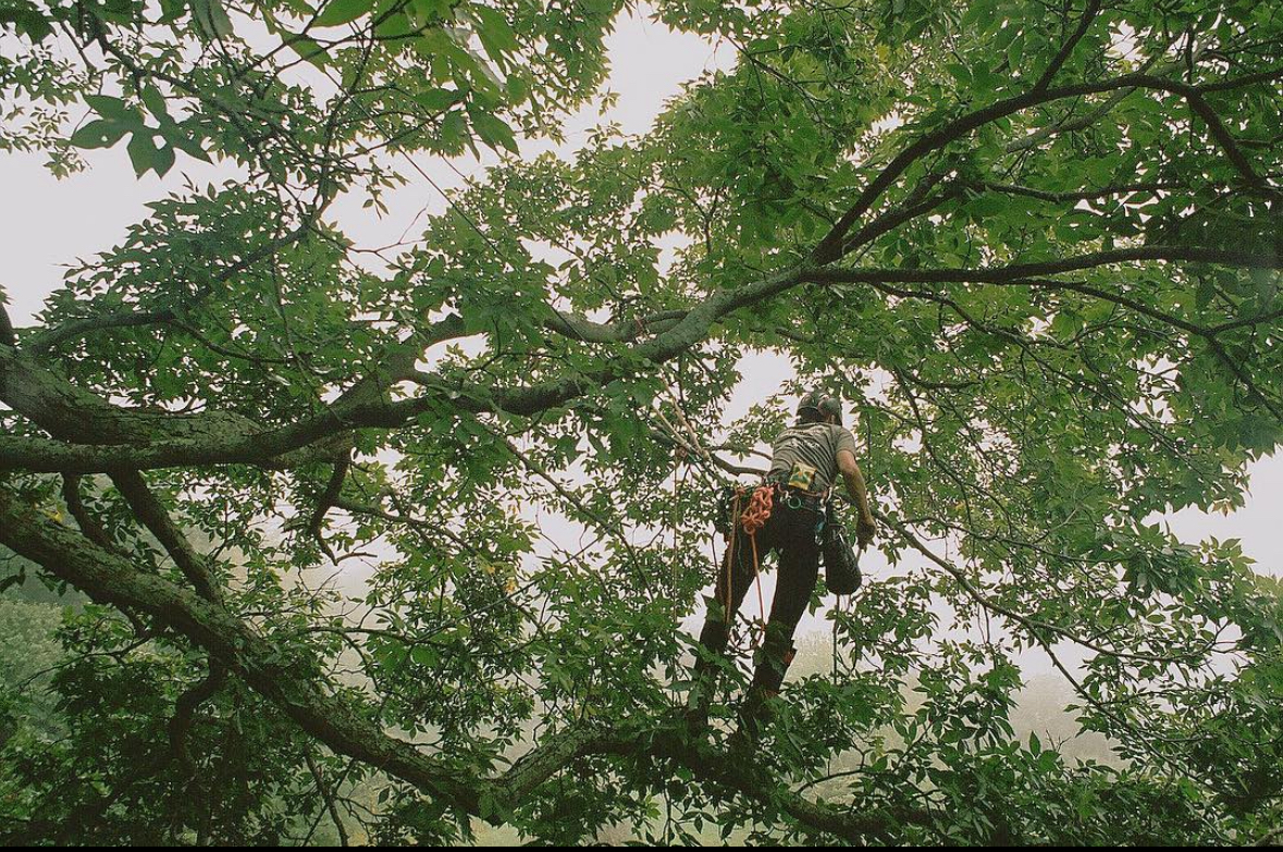 Shady Grove Tree Care – Expert Tree Pruning & Removal in Southern Maine.